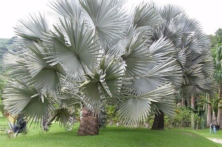 Los Banos Plant Nursery